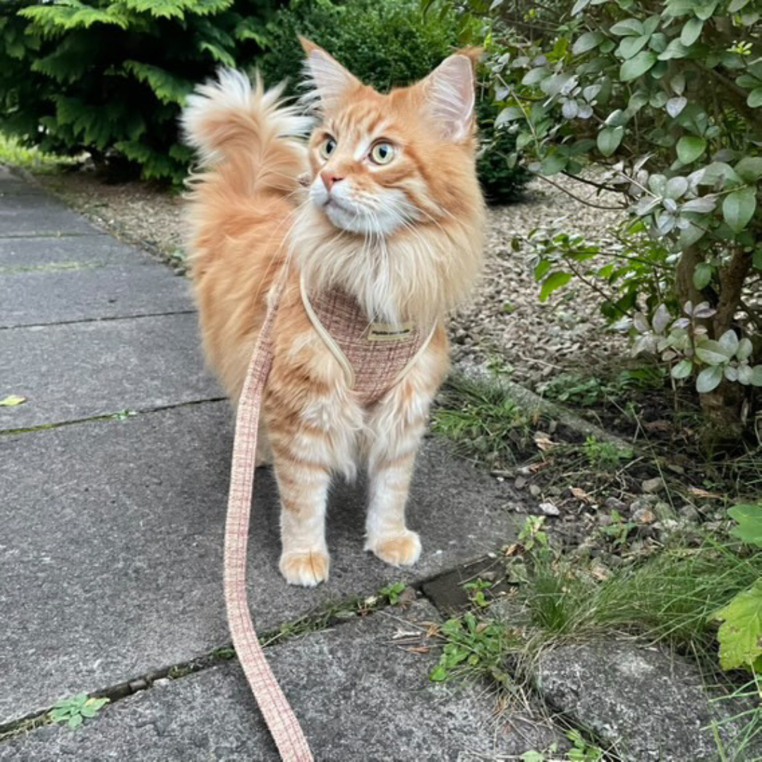 Pipkin and Bella Fabric Cat Lead - Highland Spark