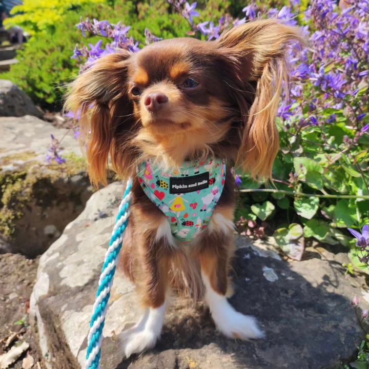 Home Pipkin and Bella Pet Boutique