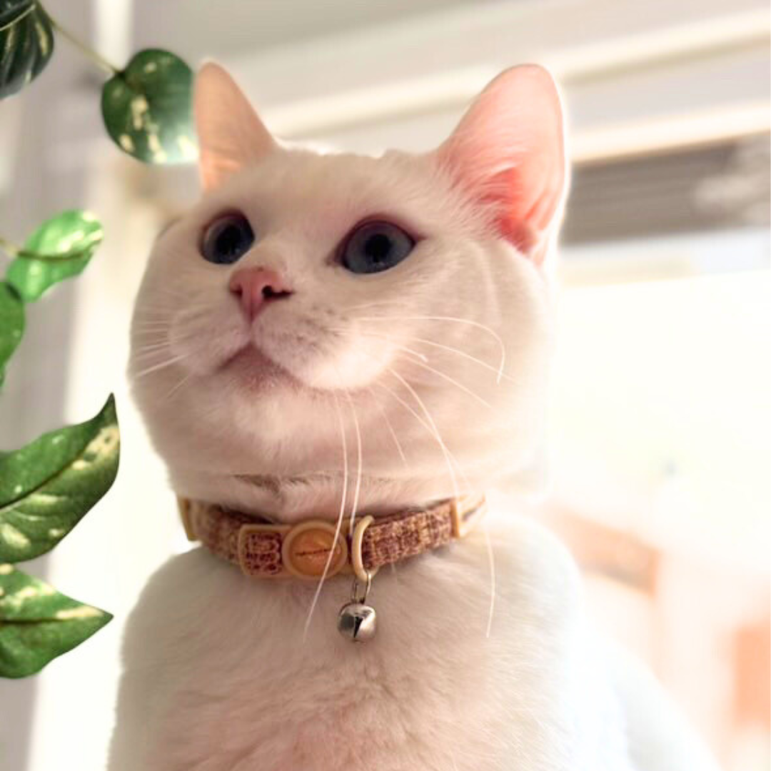 Pipkin and Bella Adjustable Cat Collar - Highland Spark